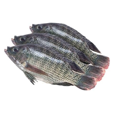 Saudi Marine Tilapia Fish 200 - 300g price in Saudi Arabia | Carrefour ...