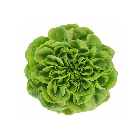 Armela Green Solanova Butterhead Lettuce 300g price in UAE | Carrefour ...