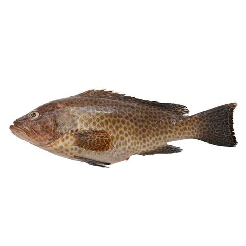 تسوق سمك هامور طازج أون لاين - كارفور الإمارات