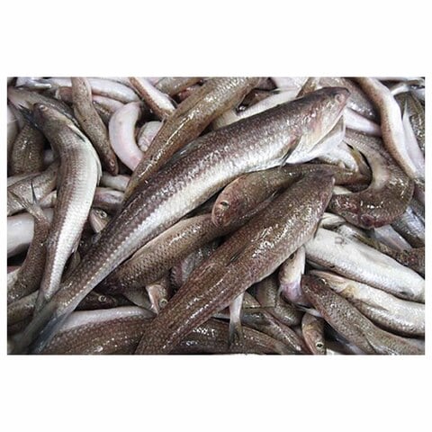 Macarona Fish Defrosted price in Egypt | Carrefour Egypt | supermarket ...