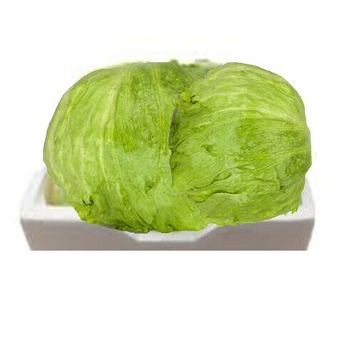 LETTUCE ICEBERG FOAM BOX price in Kuwait | Carrefour Kuwait ...