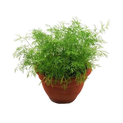 Dill Pot price in UAE | Carrefour UAE | supermarket kanbkam