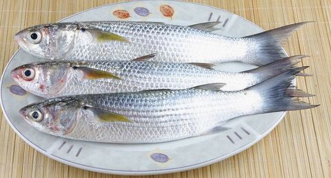 GREY MULLET FISH SMALL EGYPT KG price in Kuwait | Carrefour Kuwait ...