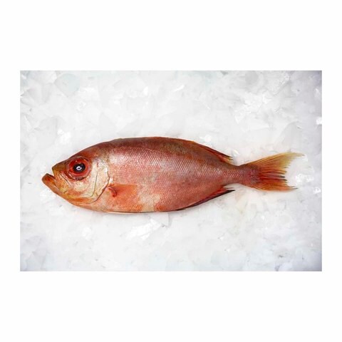 سعر سمك مرجان أبو نظارة فى مصر | كارفور مصر | سوبر ماركت كان بكام