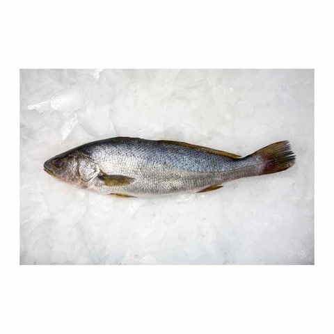 Lott Fish - Big Size price in Egypt | Carrefour Egypt | supermarket kanbkam