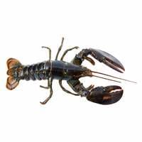 Buy Seafood Online - Shop on Carrefour Kenya