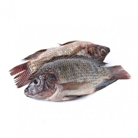 TILAPIA SMALL EGYPTIAN price in Kuwait | Carrefour Kuwait | supermarket ...