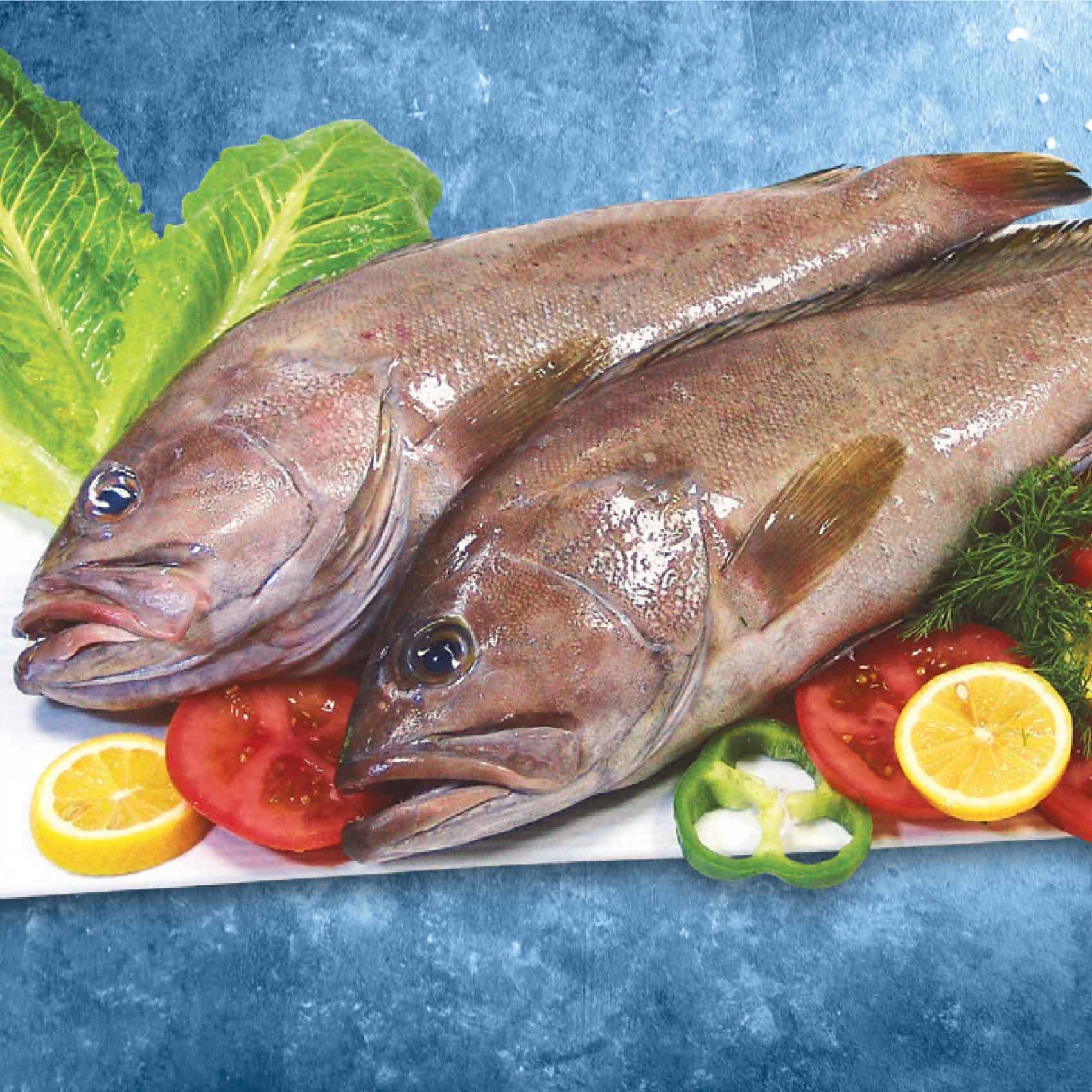 Buy Fresh white hamour fish 1.5 to 2.5 Kg (per Kg) Online - Shop Fresh ...